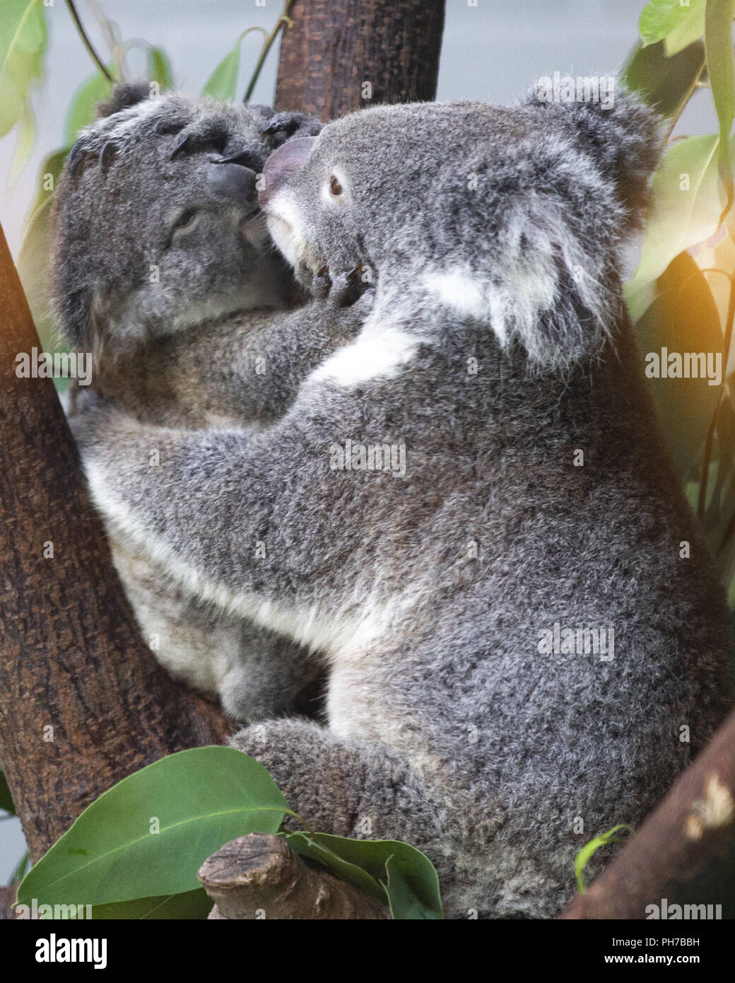 Nanjin, Nanjin, China. 31st Aug, 2018. Nanjing, CHINA-Adorable koalas attract many tourists at ...