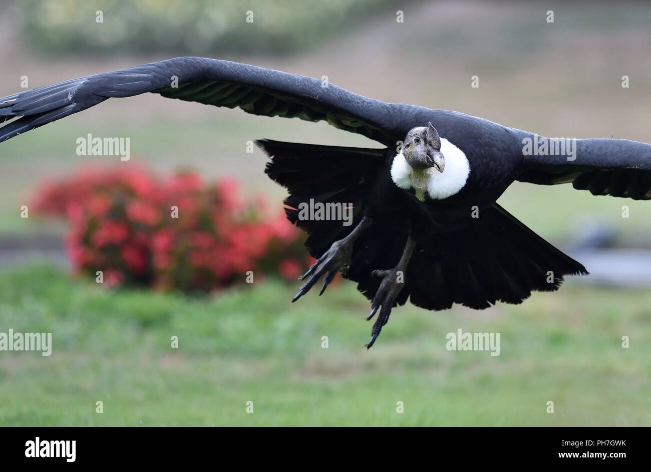 Walsrode, Germany. 30th Aug, 2018. Andean Condor, Germany, city of ...