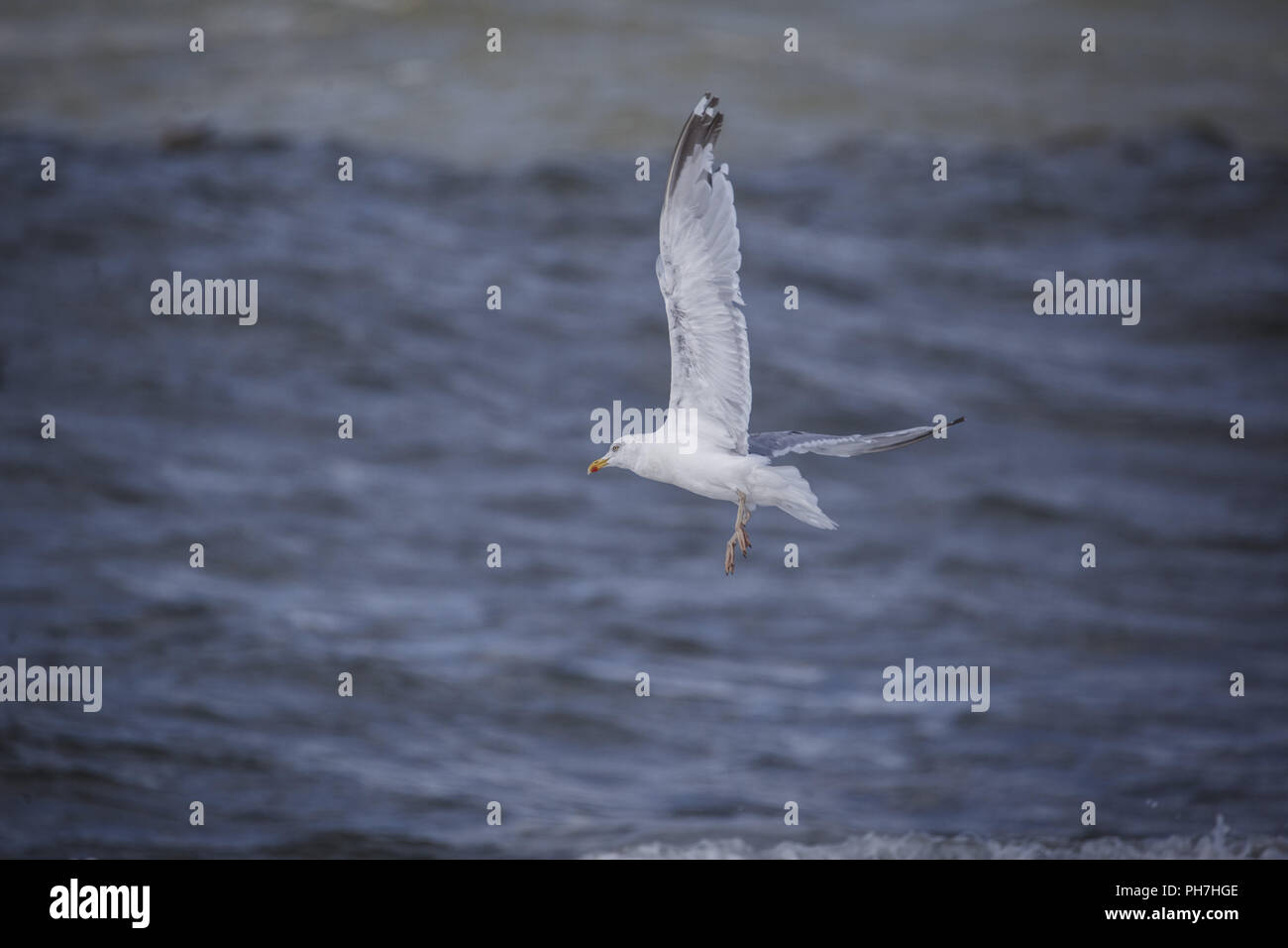 August 26, 2018 - Thorsminde, Midtjylland, Denmark - Wild sea in the ...