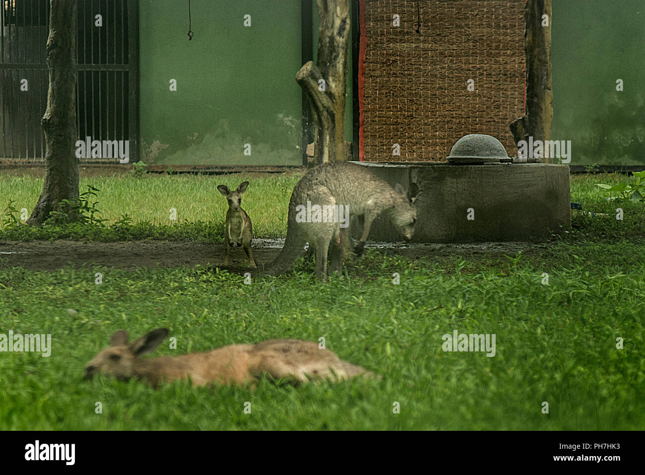 Kolkata, India. 31st Aug, 2018. A seven months old Eastern Grey ...