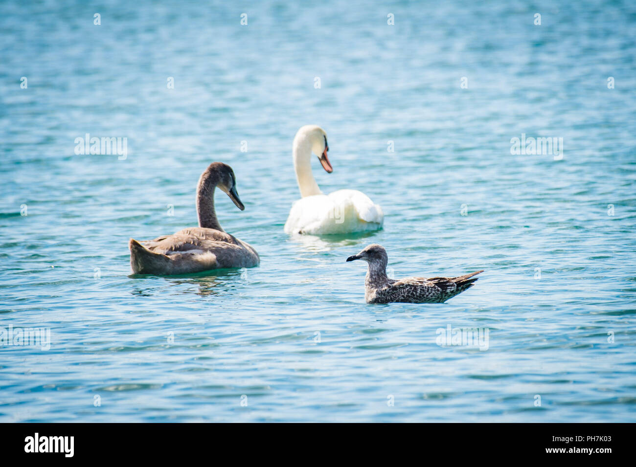 Aberystwyth Wales UK, Friday31 August 2018 UK Weather: A family of ...
