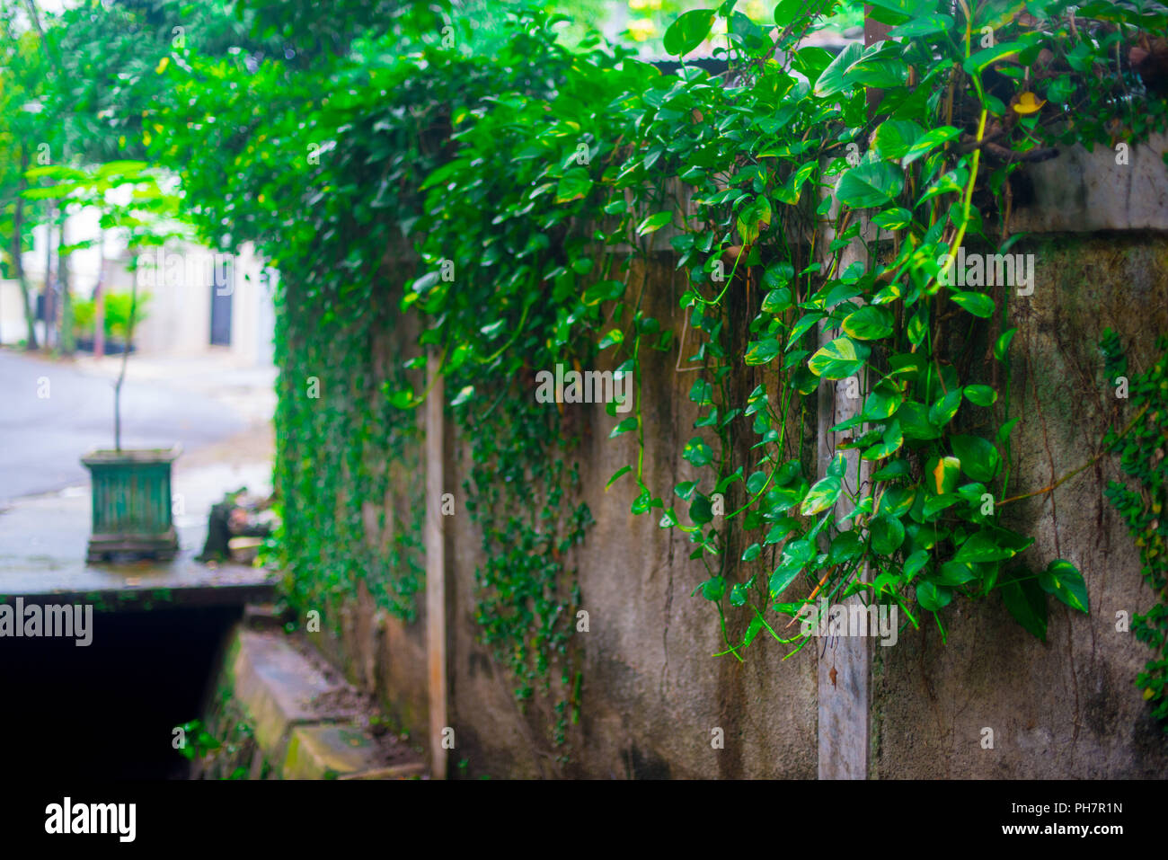 Plants on the wall in the street of Jakarta in Indonesia. Jakarta is ...