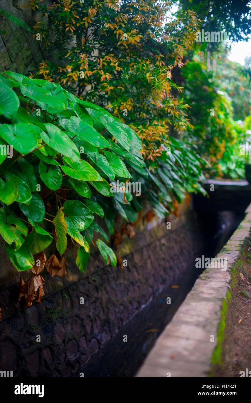 Plants on the wall in the street of Jakarta in Indonesia. Jakarta is ...