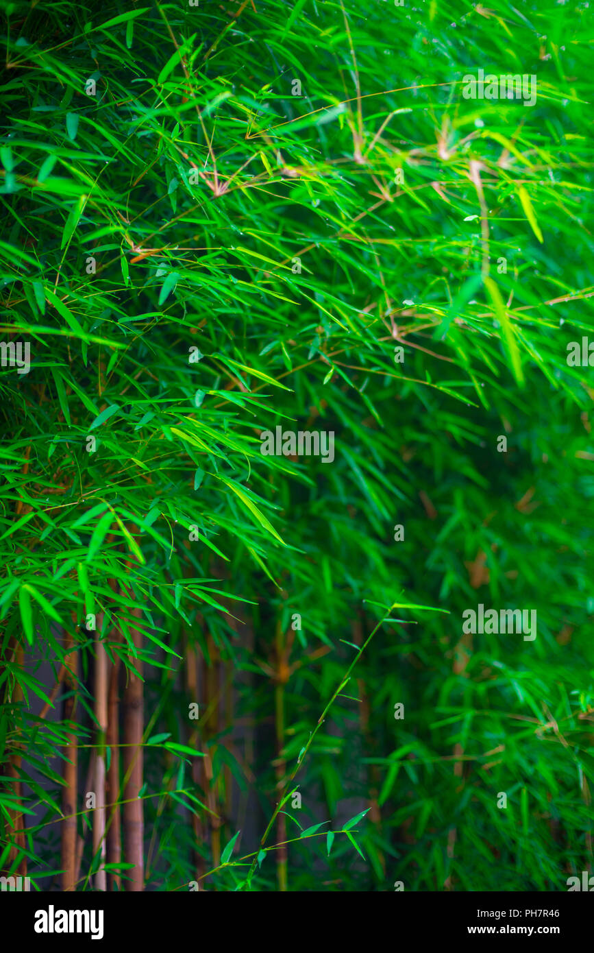 Plants on the wall in the street of Jakarta in Indonesia. Jakarta is ...