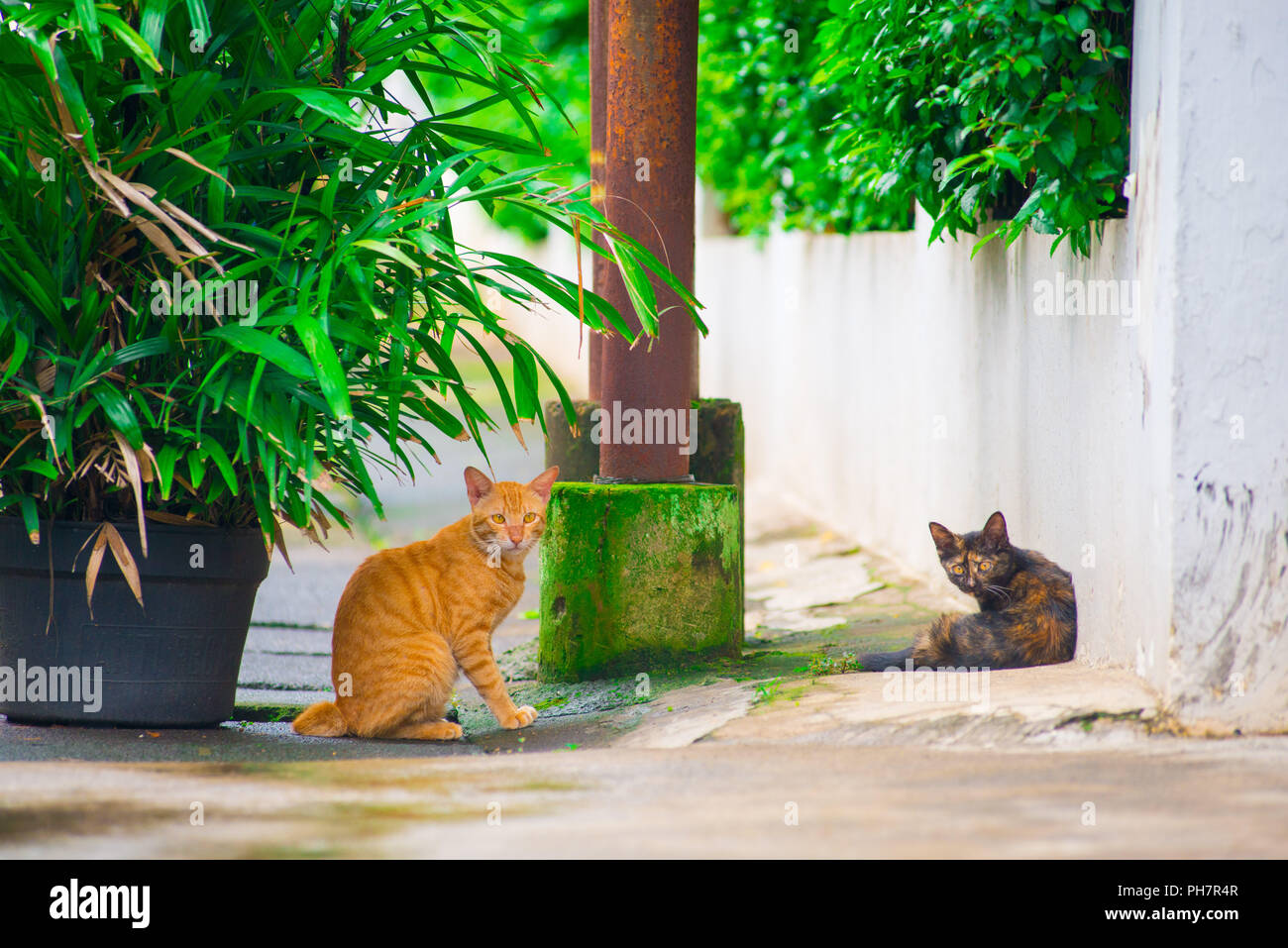 Stray Cats on the street in Jackarta city, Indonesia. Jakarta is the ...