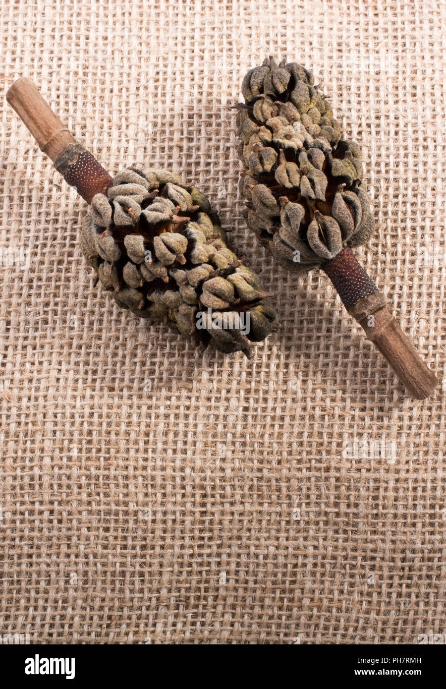 Pod, cone or capsule on a background Stock Photo - Alamy