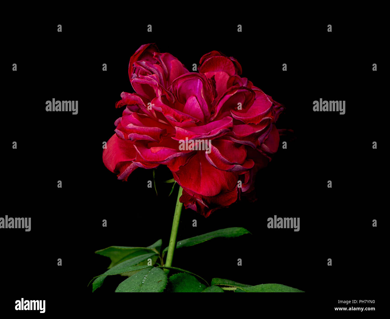 Dying Rose Stock Photos & Dying Rose Stock Images - Alamy