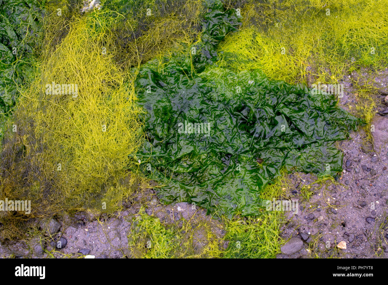 Close-up on algae (seaweed) background and texture with different tones ...