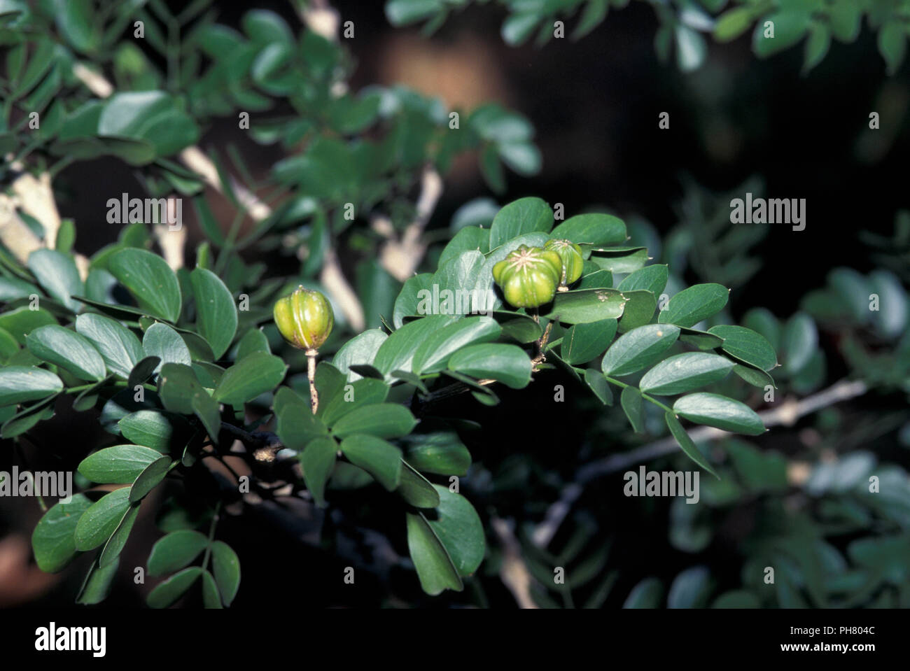 Lignum vitae tree hi-res stock photography and images - Alamy