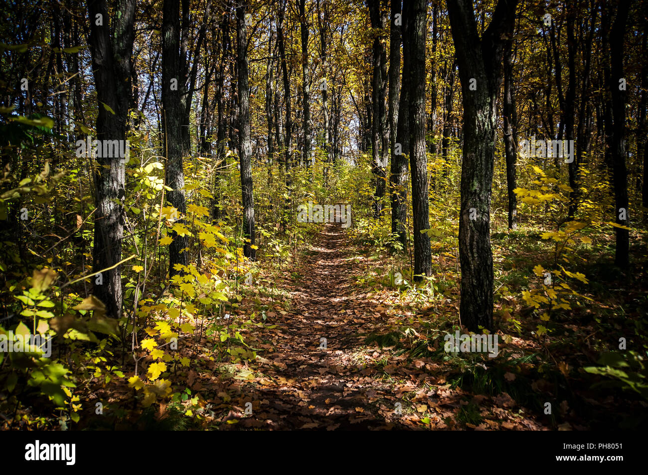 Fall colors line forest path hi-res stock photography and images - Alamy