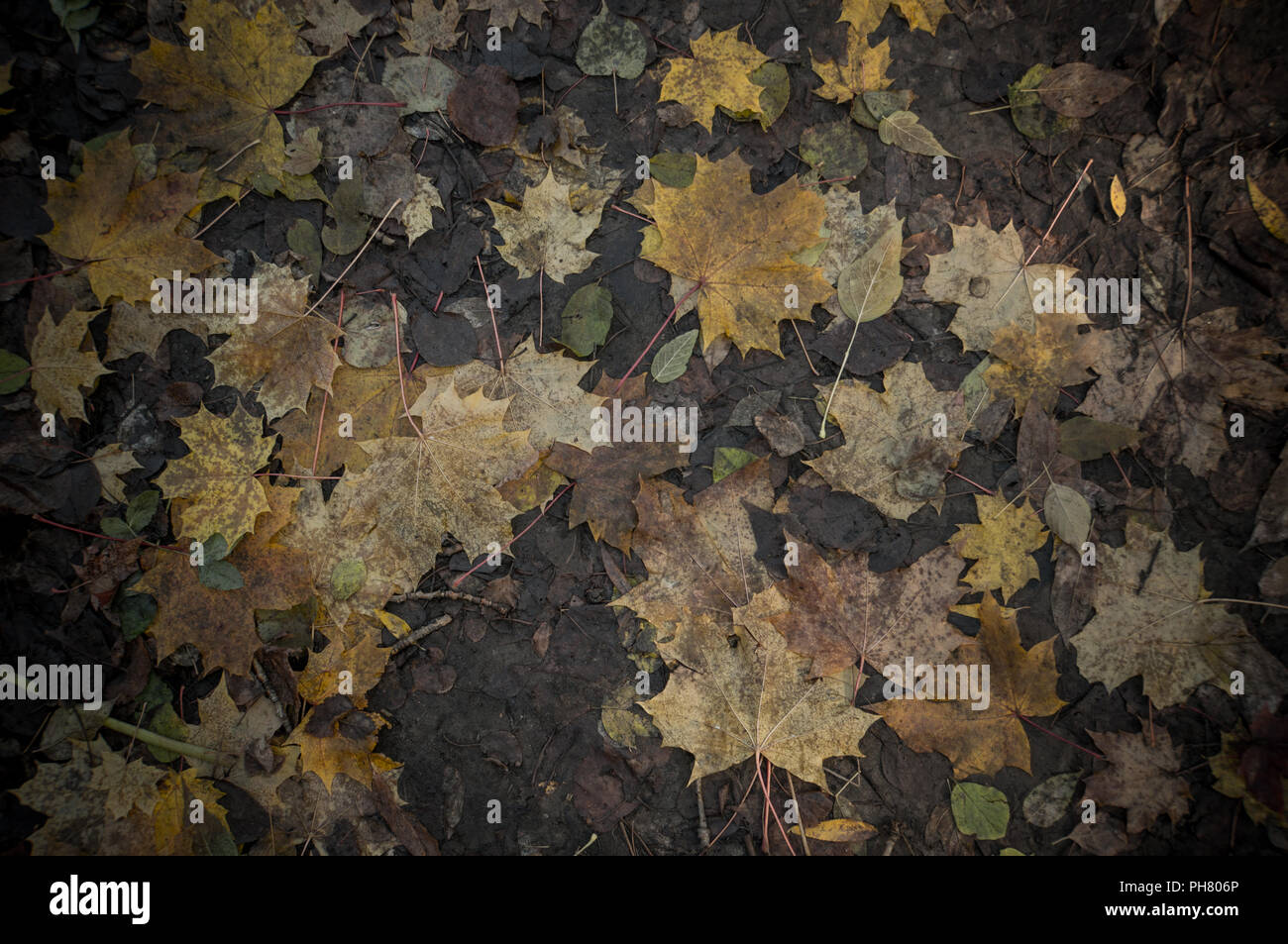 Wet fallen leaves hi-res stock photography and images - Alamy