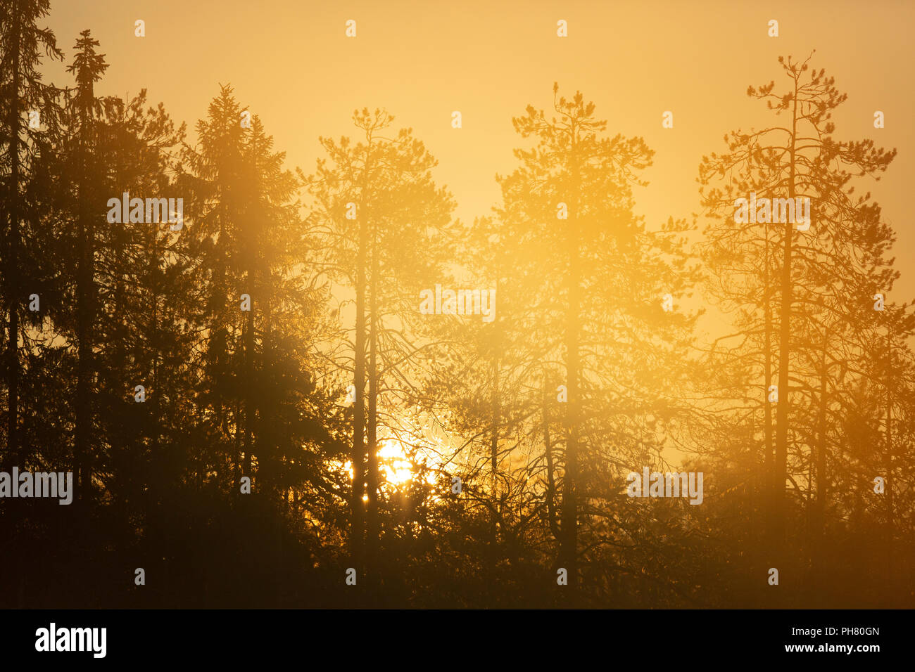 Beautiful sunrise on forest hi-res stock photography and images - Alamy