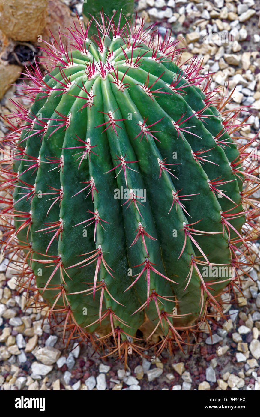 Ferocactus pilosus, also known as Mexican lime cactus (Viznaga De Lima ...