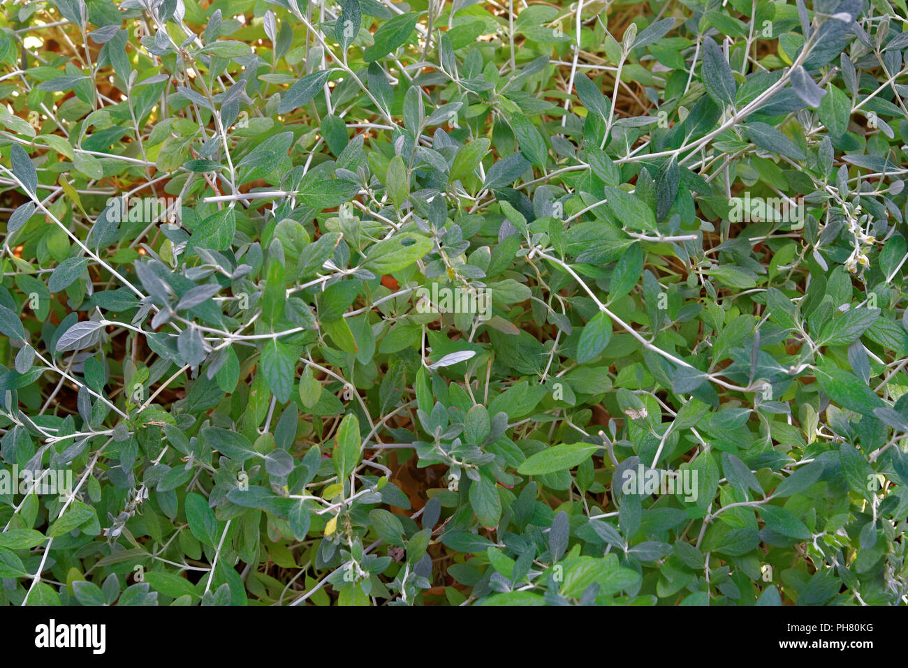 Teucrium fruticans (common name tree germander or shrubby germander ...
