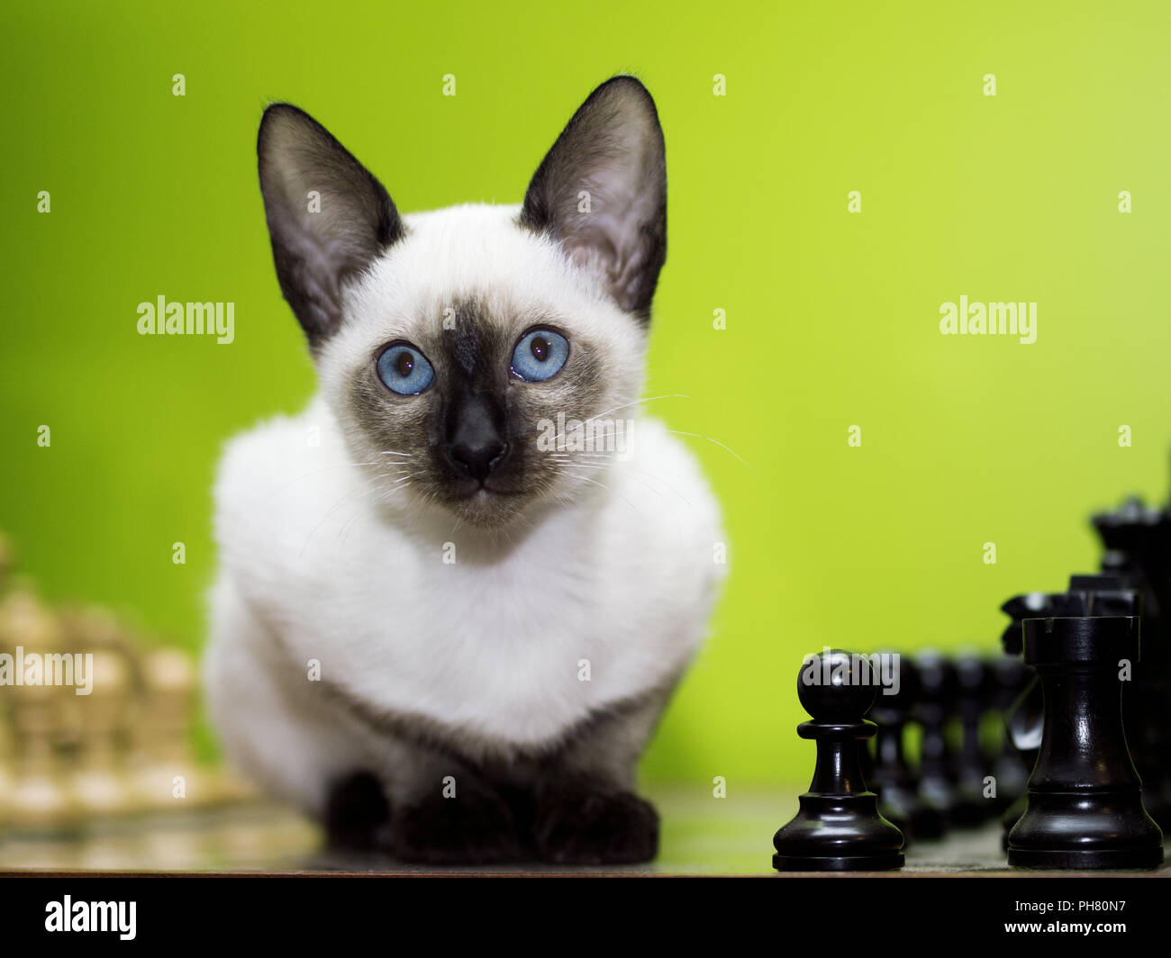 siamese kitten kitty on a chess board blue eyes black white color green background cat cats ...