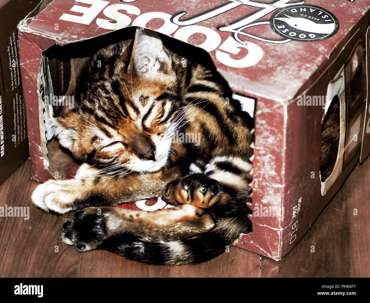 Kitten in a box hi-res stock photography and images - Alamy