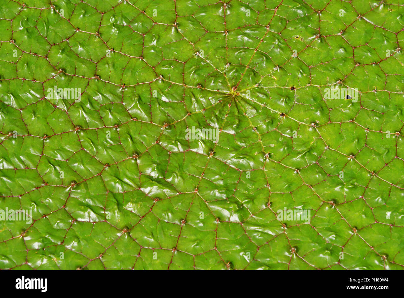 Euryale ferox (common names, fox nut, foxnut, gorgon nut or makhana) is ...