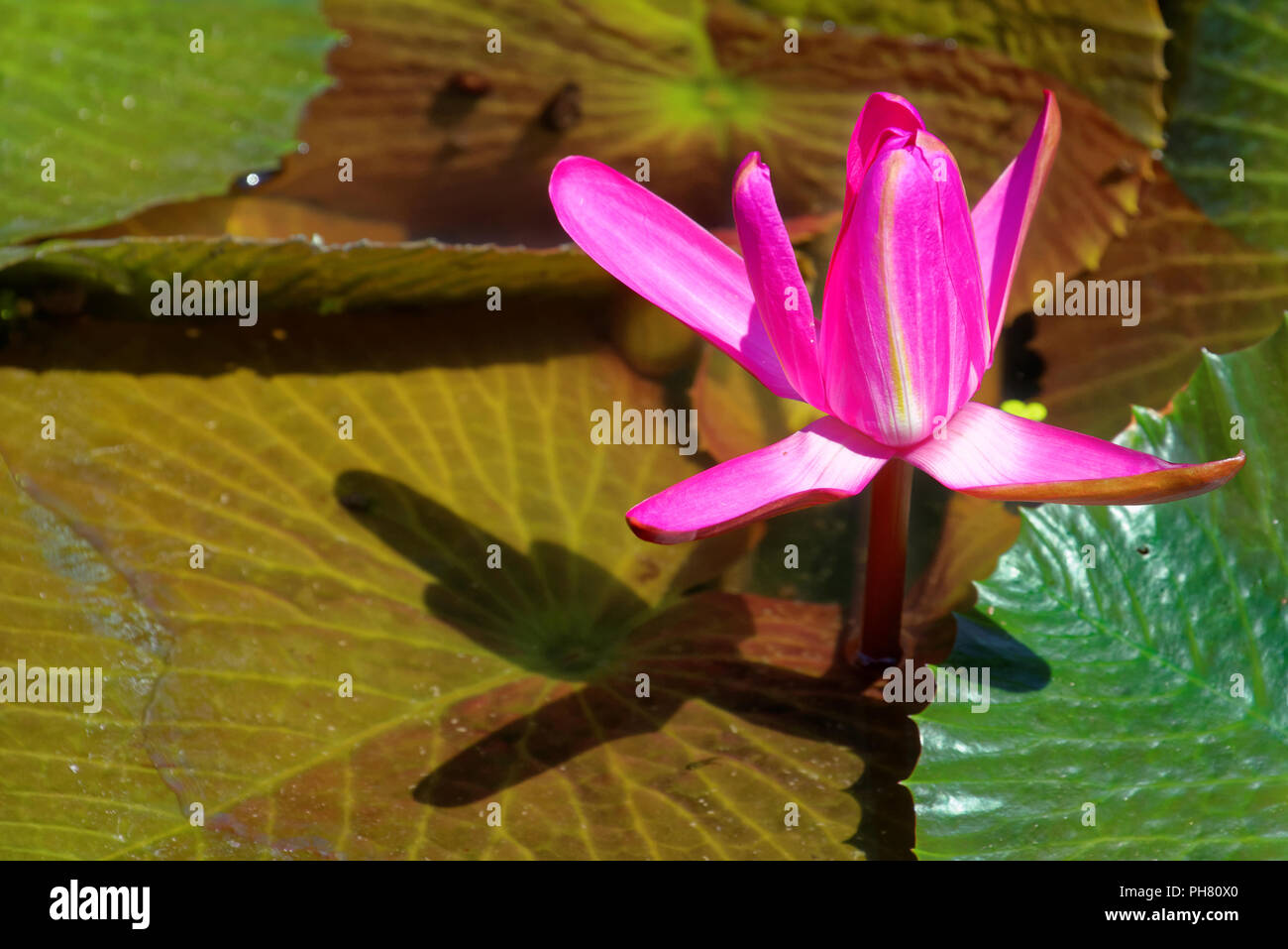 Nymphaea rubra is a species of water lily Stock Photo - Alamy
