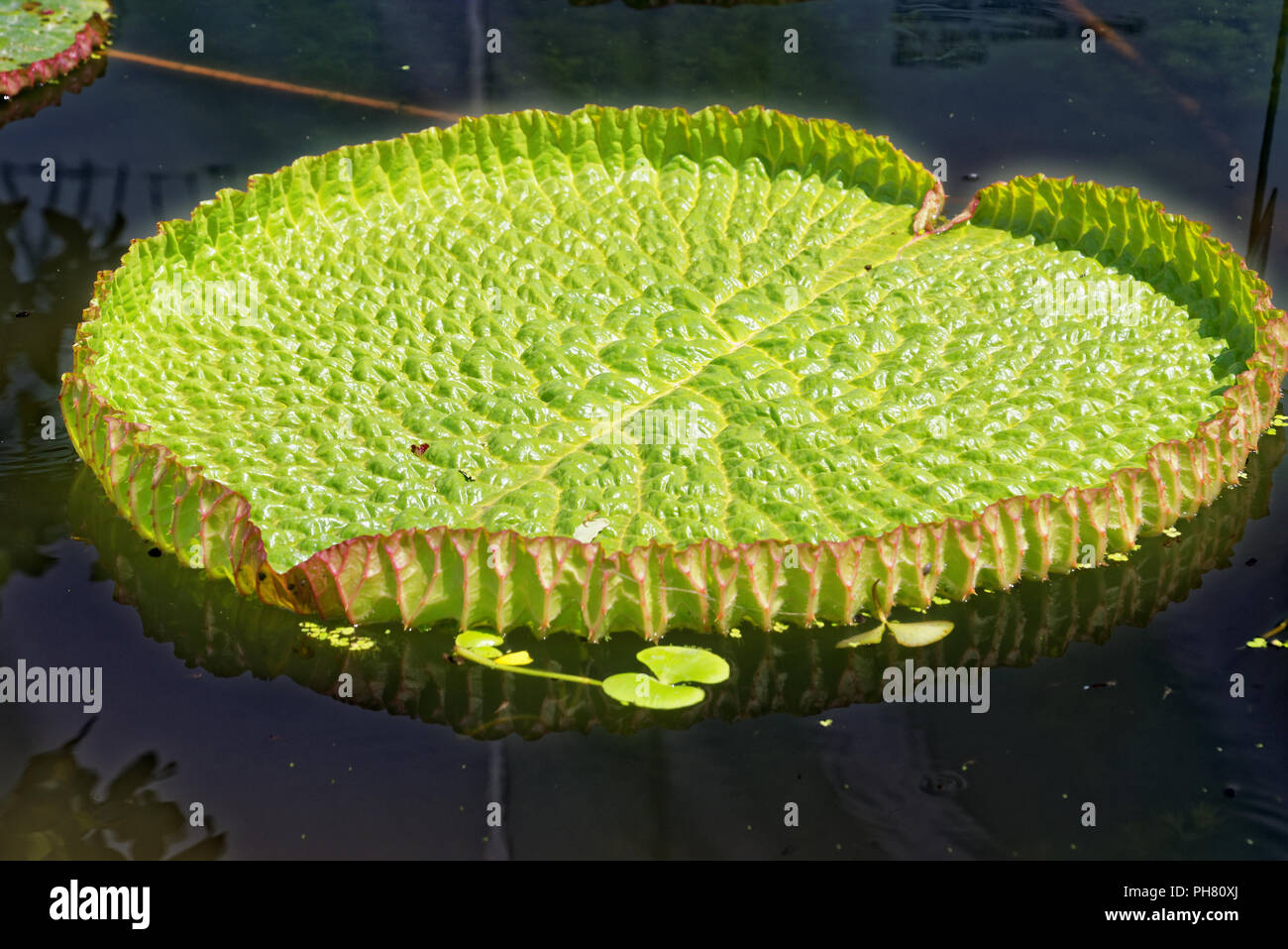 Victoria cruziana (Santa Cruz water lily, water platter, yrupe, synonym Victoria argentina ...