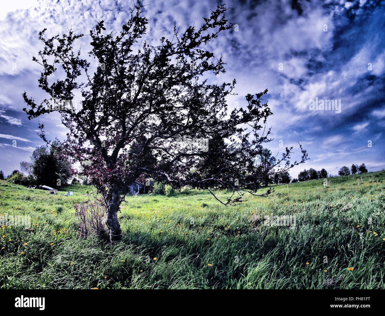 Dramatic tree in a field before the storm dark blue sky clouds swirl ...