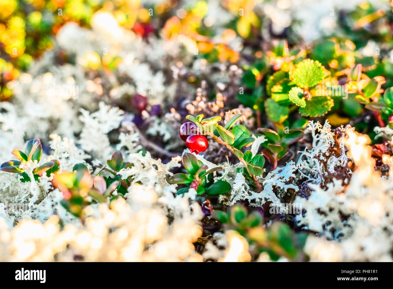 Small red ripe cowberry in a white reindeer lichen Stock Photo - Alamy