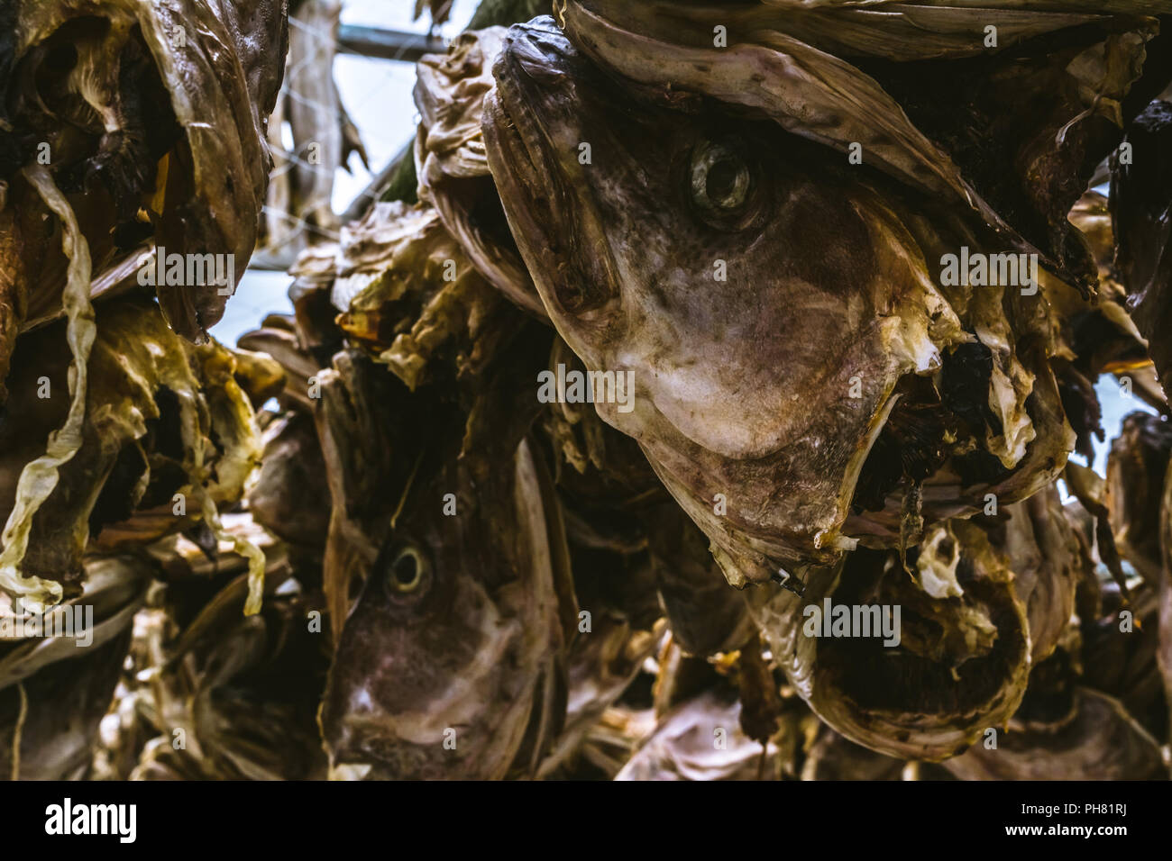 The dried heads of fish cod which are hanged out on a hothouse Stock ...