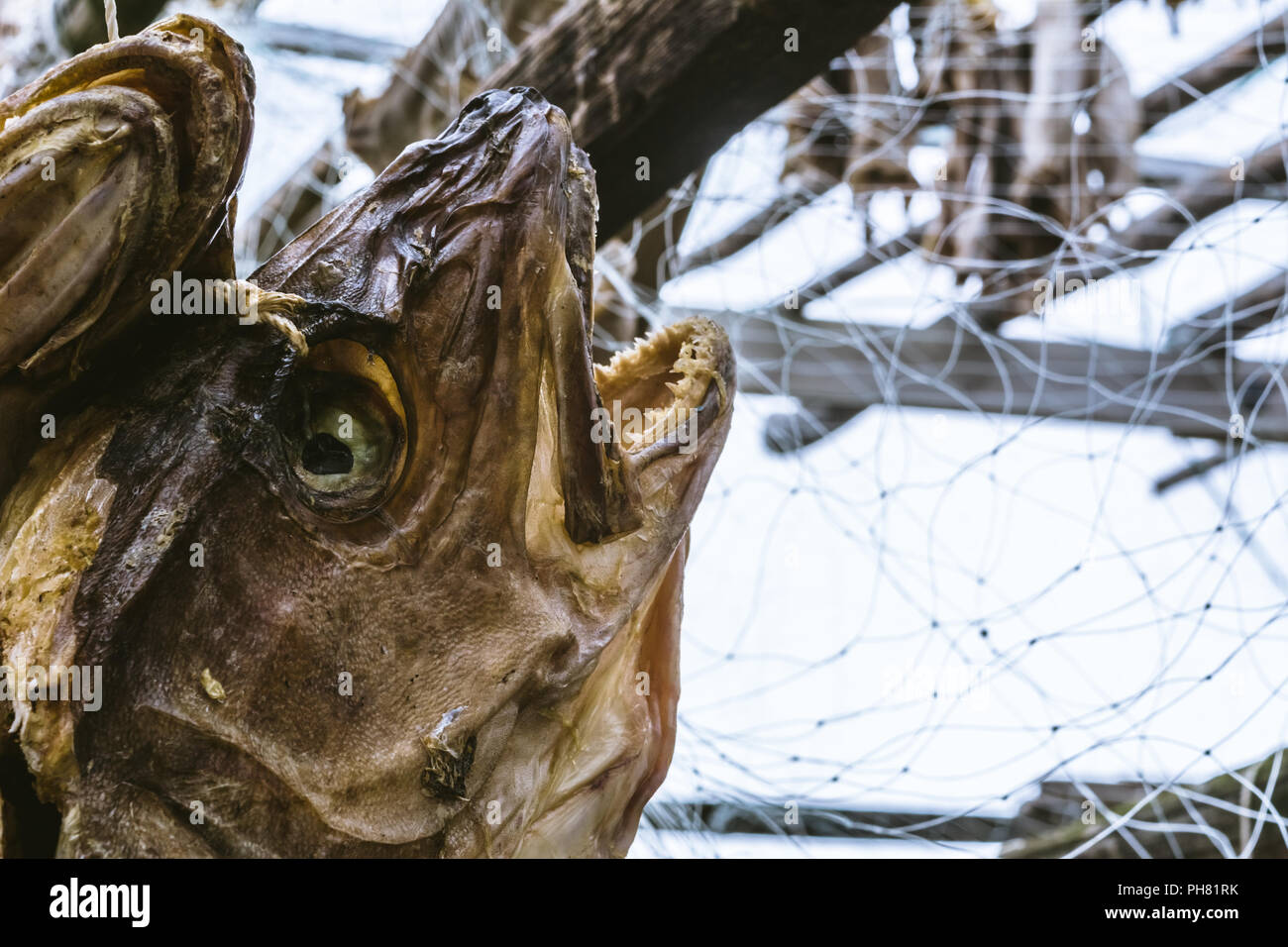 The dried heads of fish cod which are hanged out on a hothouse Stock ...