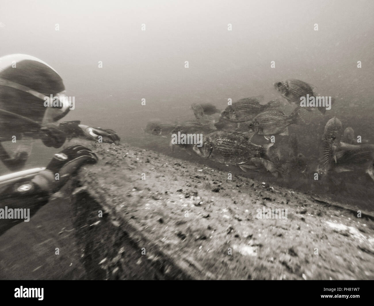 Wreck fishes hi-res stock photography and images - Alamy
