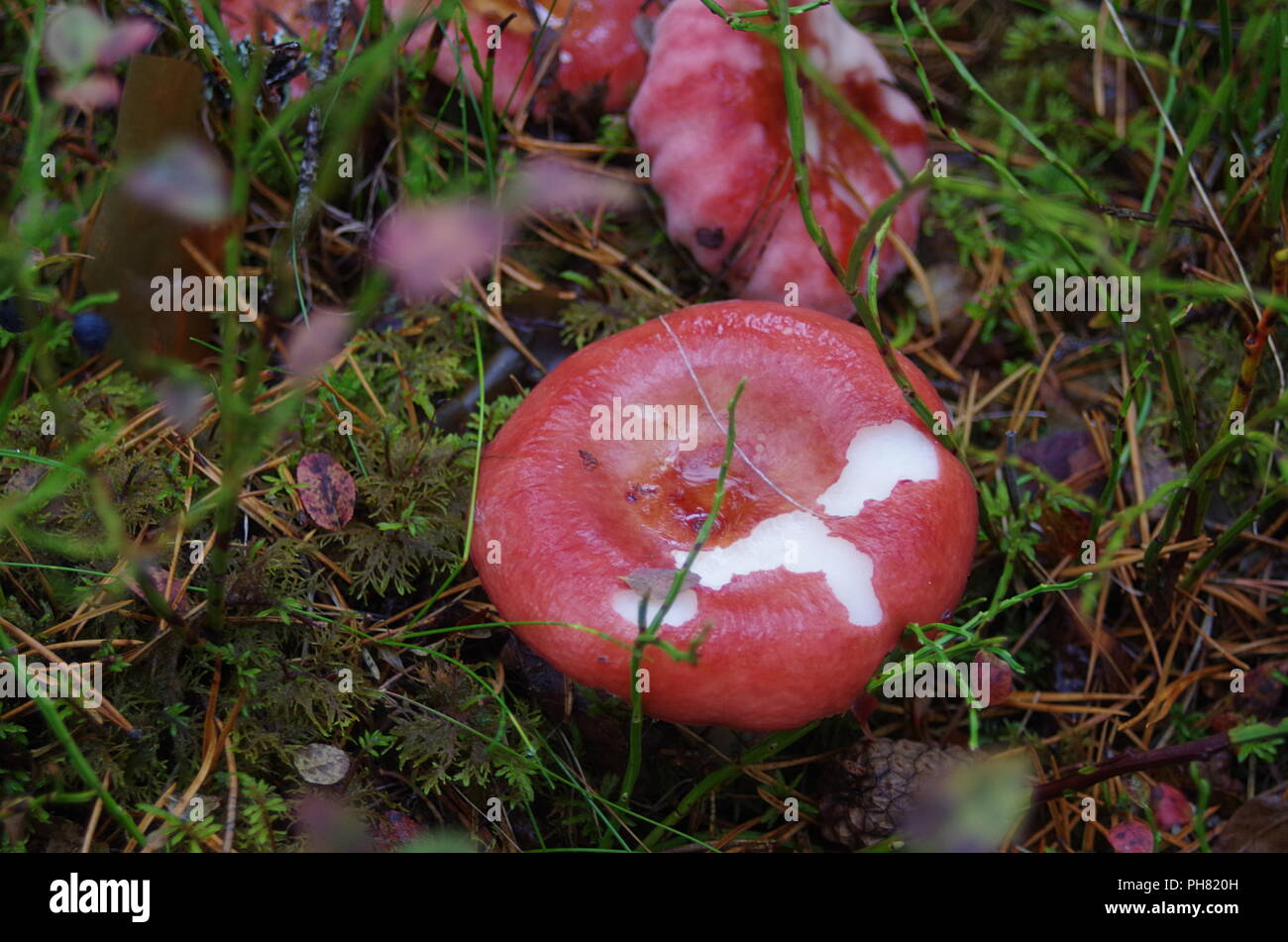 Red mushrooms growing in a forest Stock Photo - Alamy