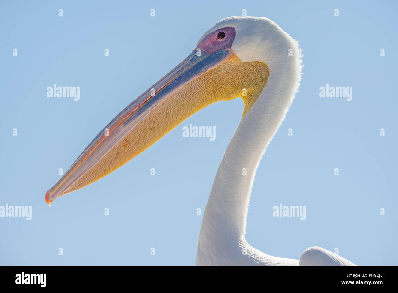 Great white pelican (Pelecanus onocrotalus), animal portrait, Sandwich ...