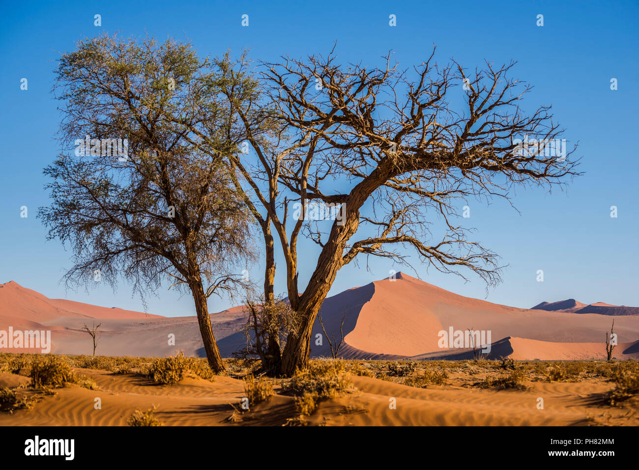 Dry tree hi-res stock photography and images - Alamy