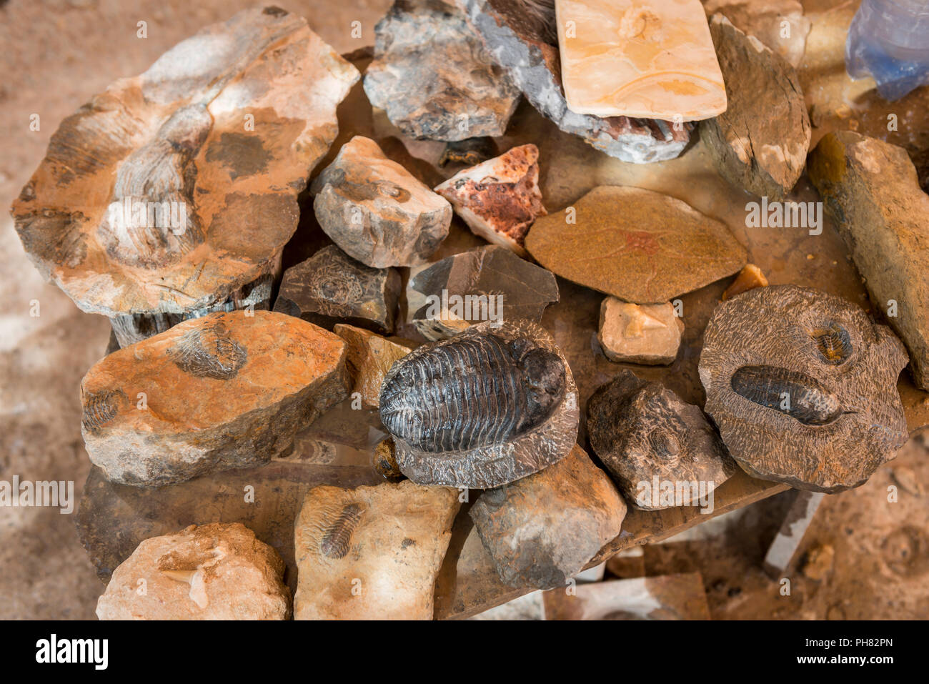 Fossils morocco hi-res stock photography and images - Alamy