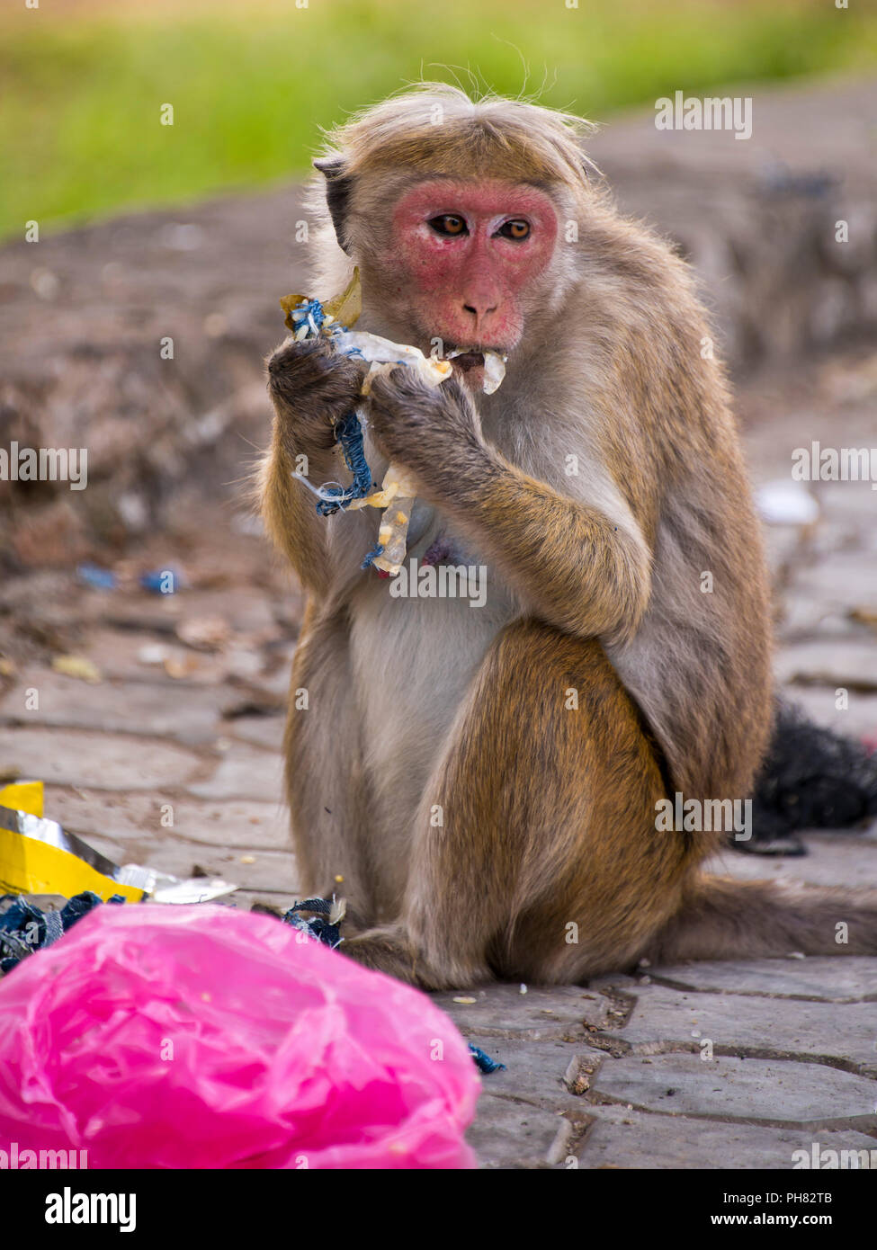 Vertical close up of a monkey scavenging for food at a rubbish bin ...