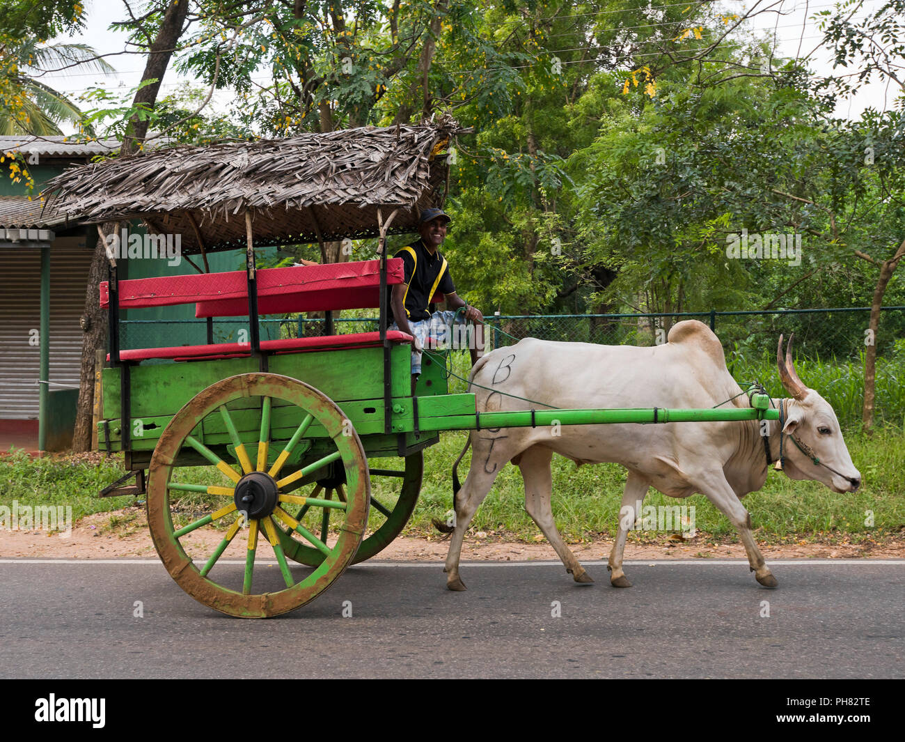 Ox drawn cart driver hi-res stock photography and images - Alamy