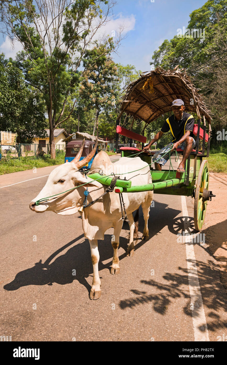 Traditional indian ox cart transport hi-res stock photography and ...