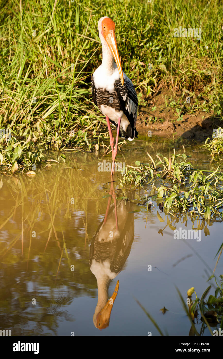 Paddling along tranquil river in hi-res stock photography and images ...