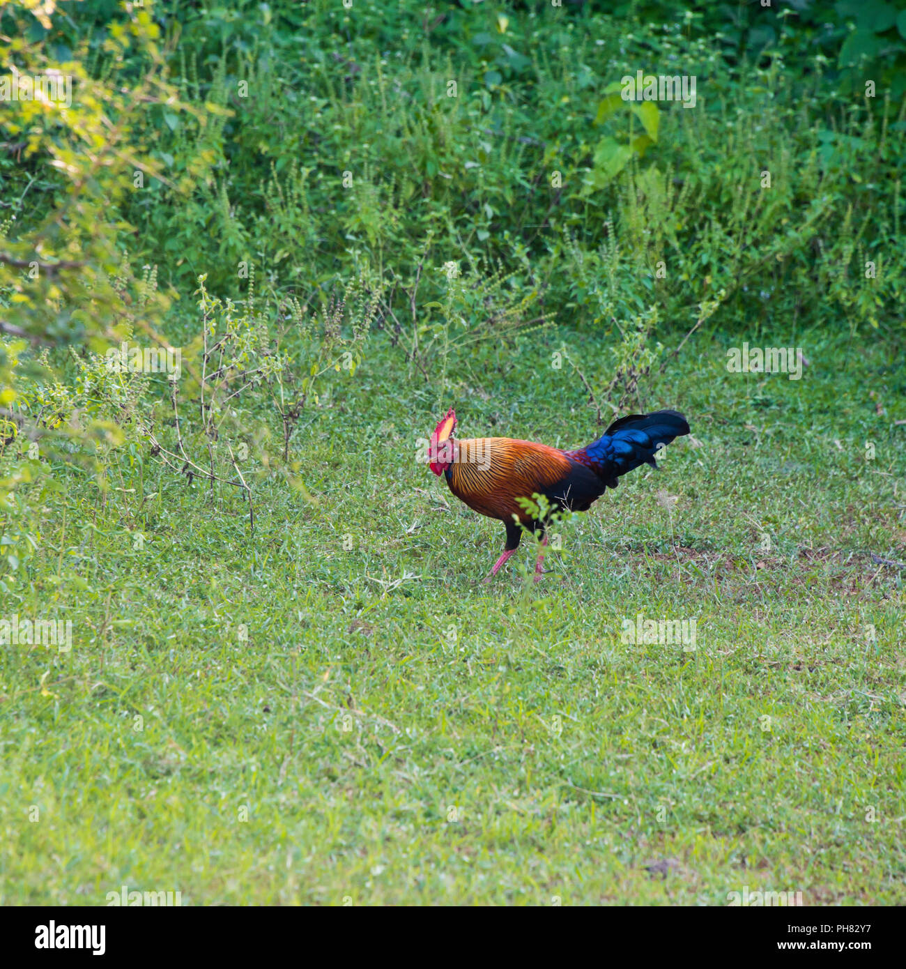 Square close up of the Sri Lankan junglefowl Stock Photo - Alamy