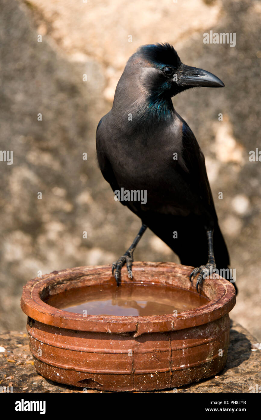 Crow drinking water hi-res stock photography and images - Alamy
