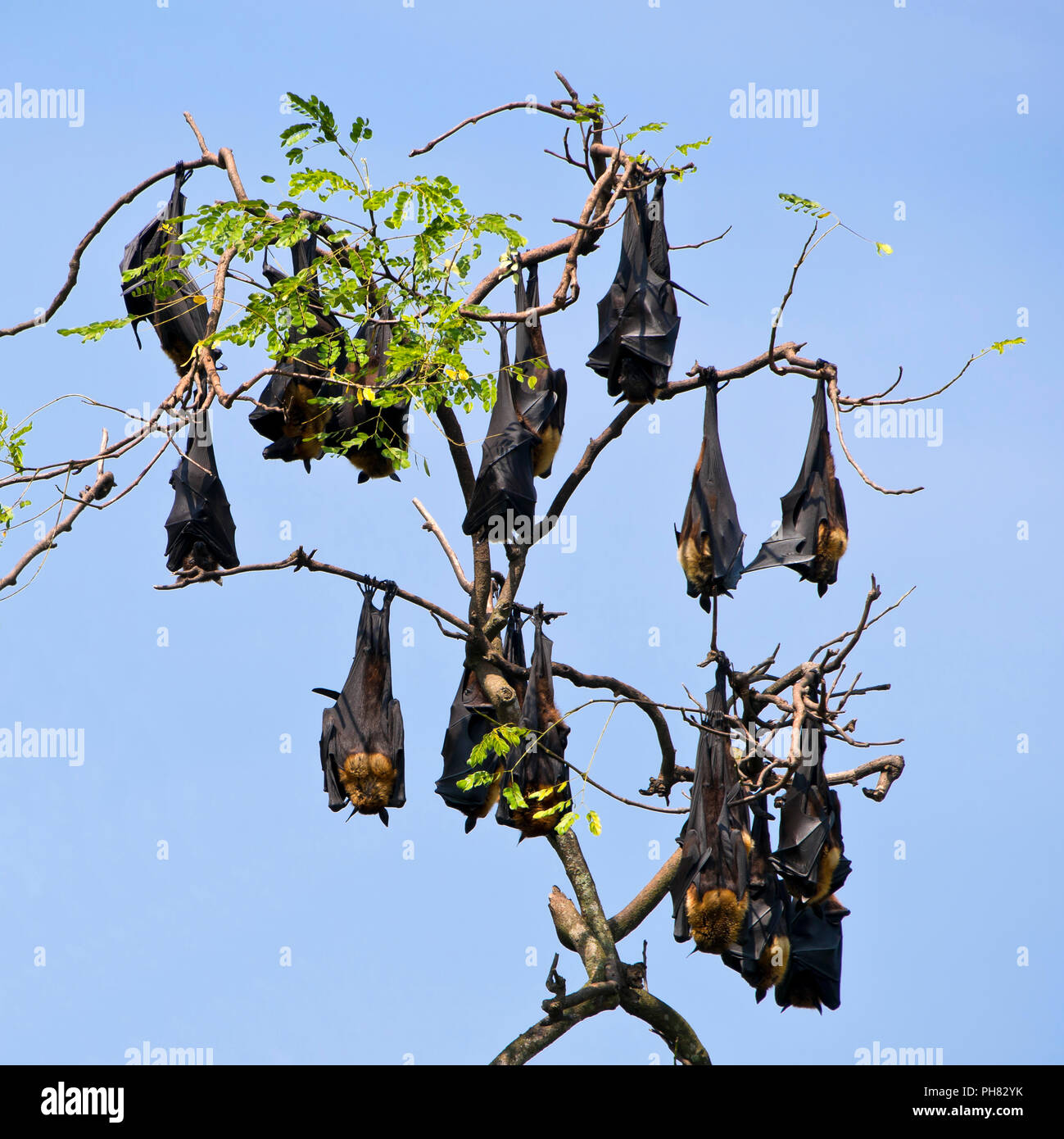 Yinpterochiroptera hi-res stock photography and images - Alamy