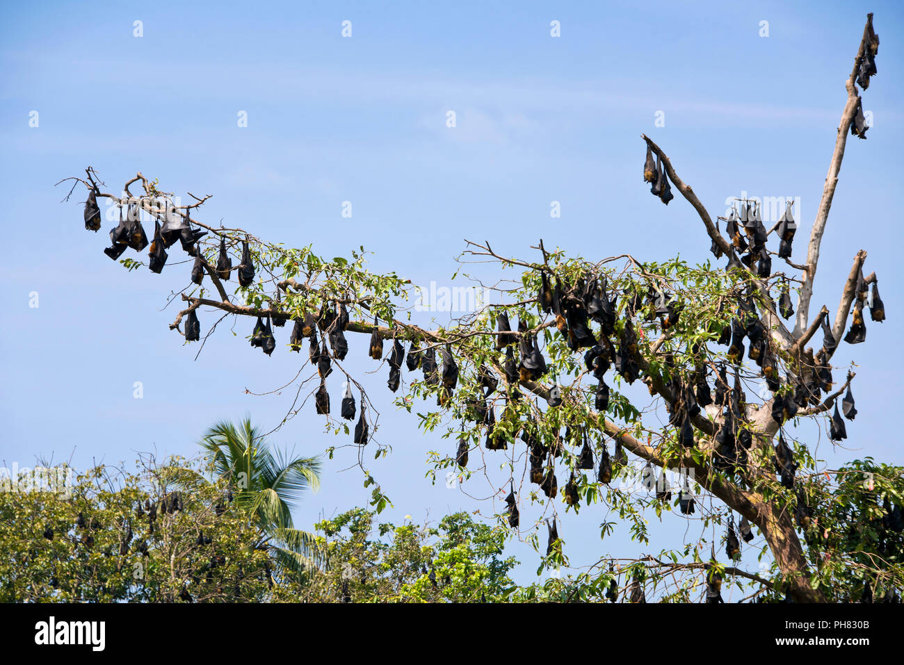 Lots of bats in tree hi-res stock photography and images - Alamy