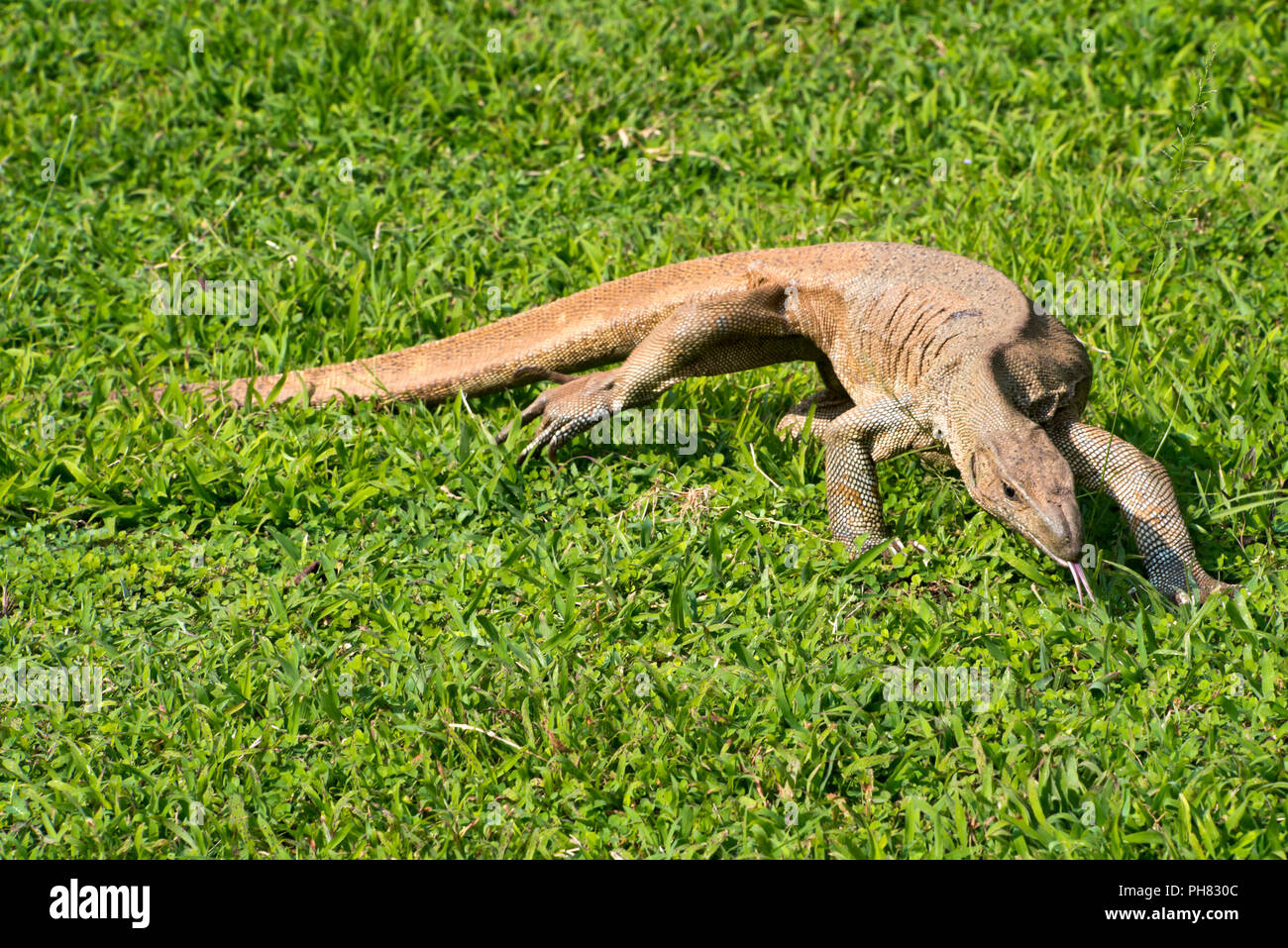 Asian water monitor hi-res stock photography and images - Alamy