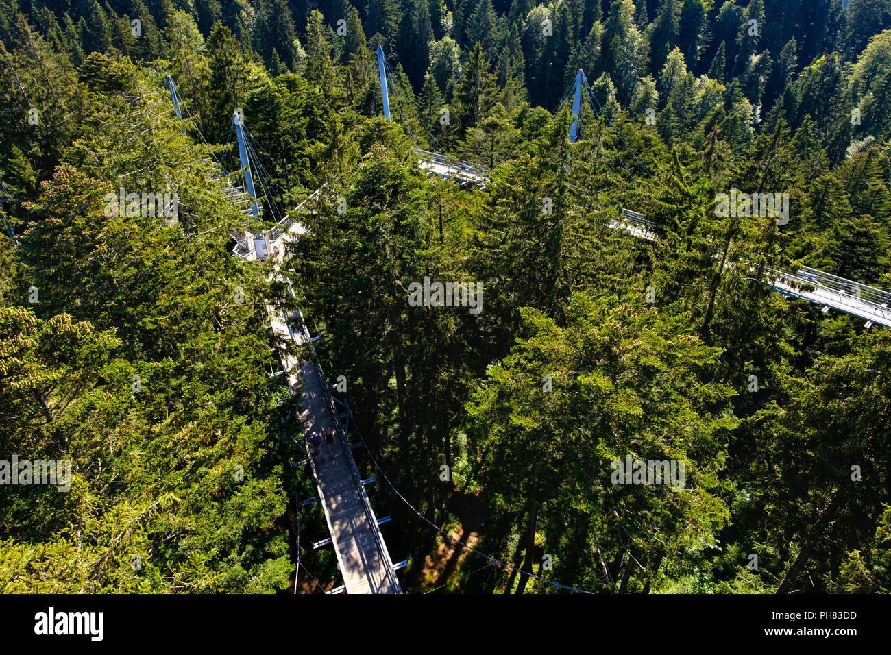 Skywalk allgäu, treetop walk at Scheidegg, West Allgäu, Allgäu, Swabia ...
