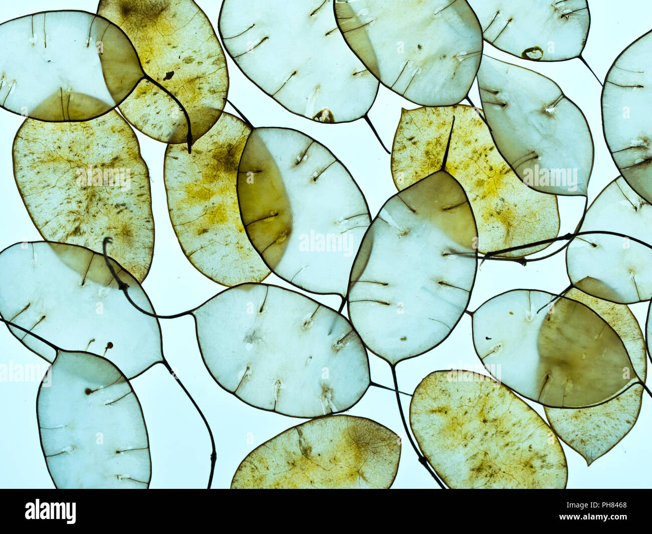 Honesty seed pods Stock Photo - Alamy