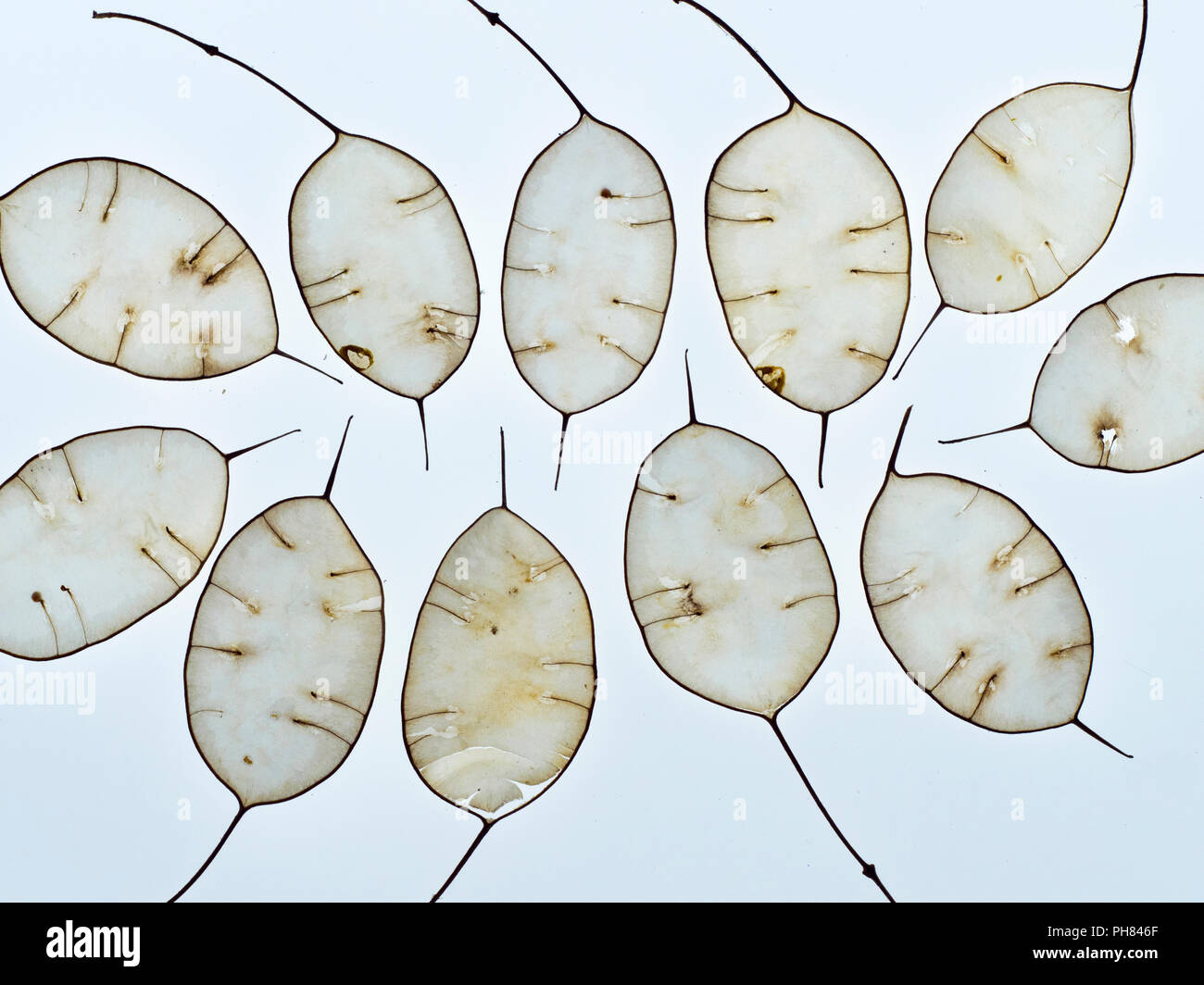 Honesty plant illustration hi-res stock photography and images - Alamy