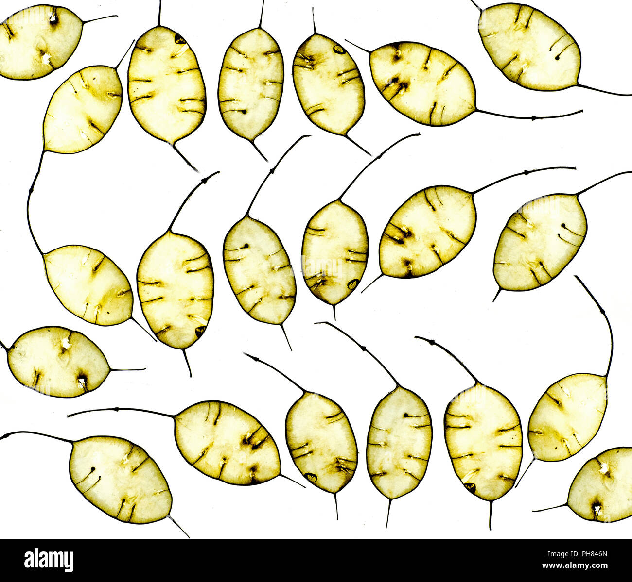 Honesty seed pods Stock Photo - Alamy