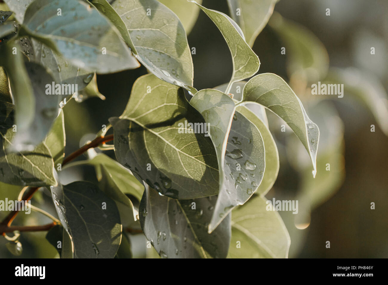 Macro photography of wet foliage after rain. Nature background. Vintage ...