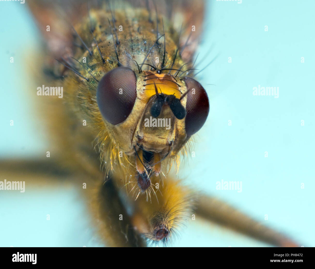 Common Yellow Dung Fly Scatophaga stercoraria Stock Photo - Alamy