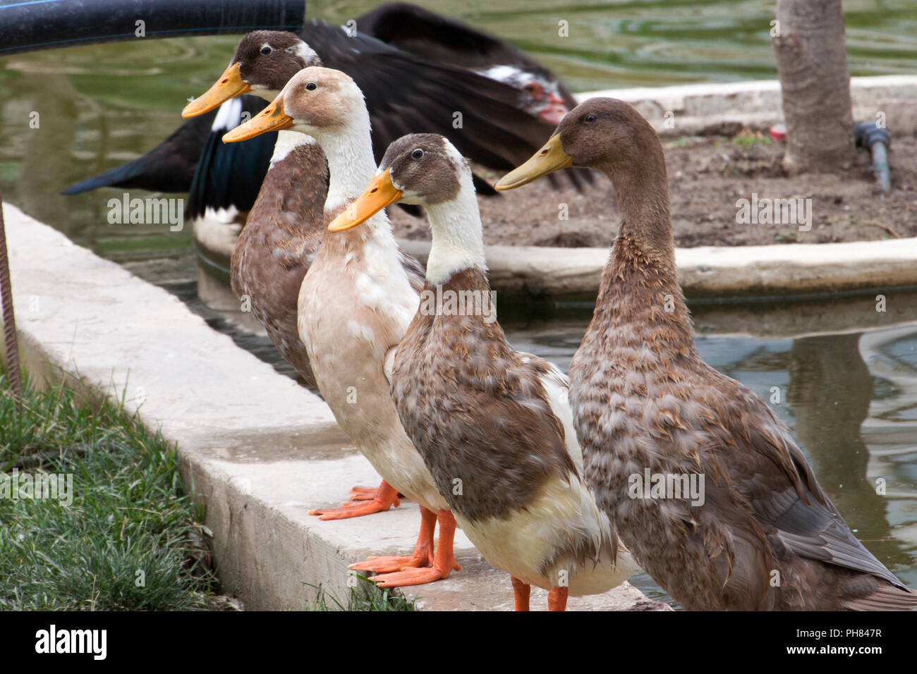 Ducks sitting on line on pond wall on park Stock Photo - Alamy