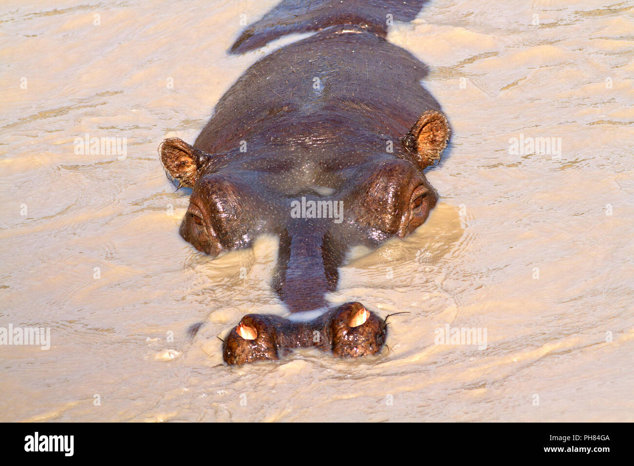 A semi-submerged Hippo shows the classic adaptation of an aquatic ...