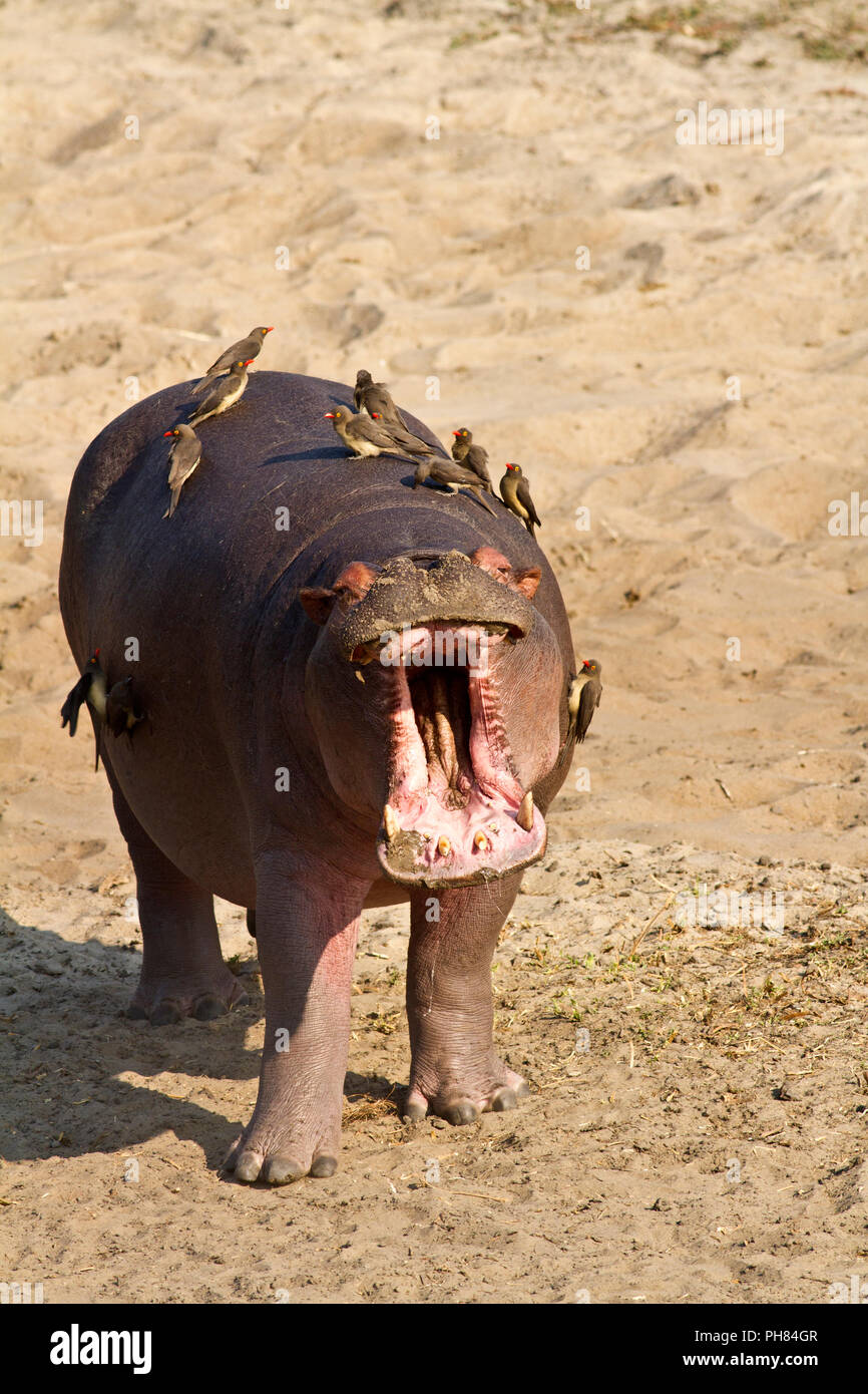 Being the the hippo hi-res stock photography and images - Alamy